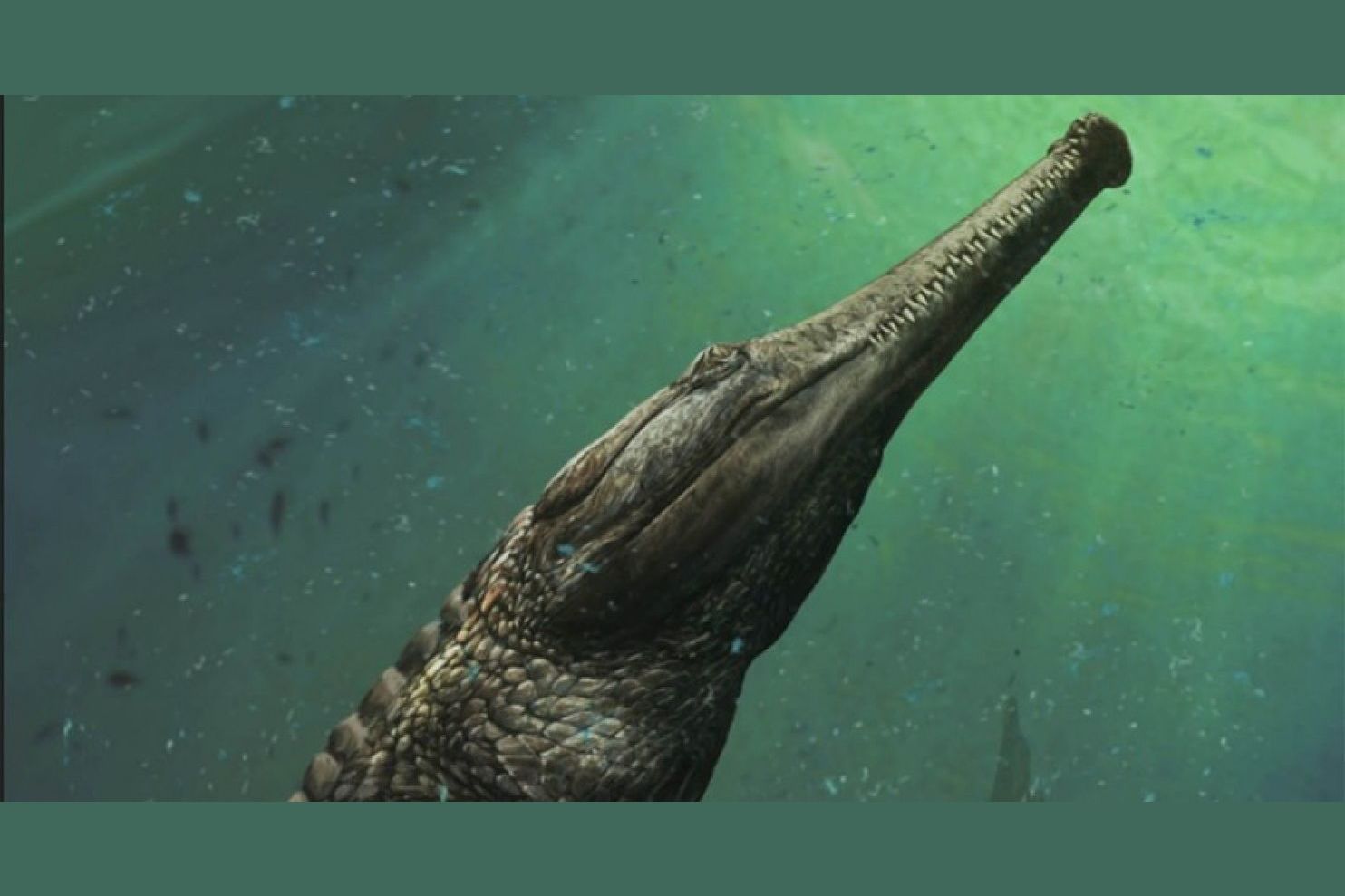 Schoolbus Sized Ancient Crocodile Discovered