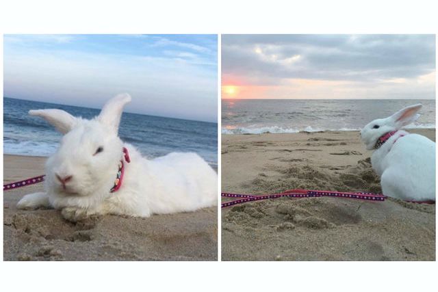 This Rescue Bunny Went On A Truly Epic Beach Vacation!