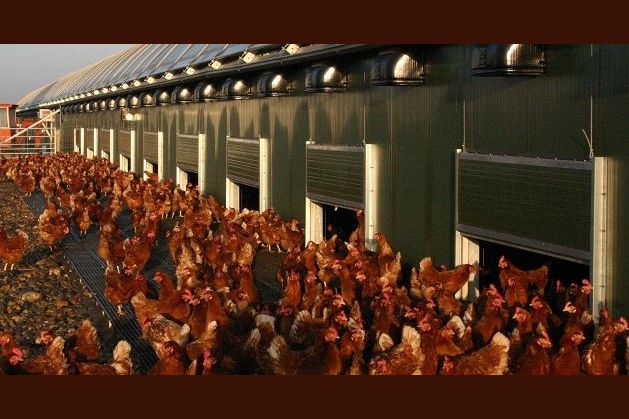 Poll: Multi-tier systems for free-range hens