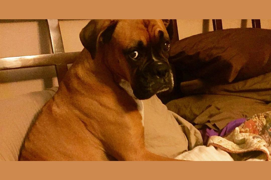 Is Your Dog Awkward?