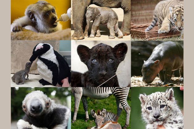 What Animal Represent You