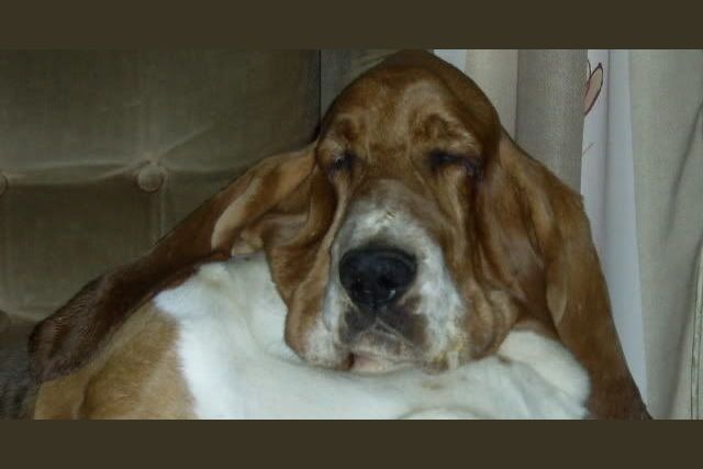 15 Dogs Who Know What It's Like To Be In A Food Coma