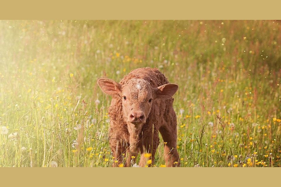 Do you love calving time?