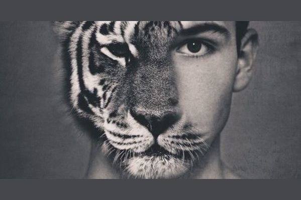 What Animal Are You Most Like?