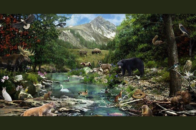 Can you spot the animal?