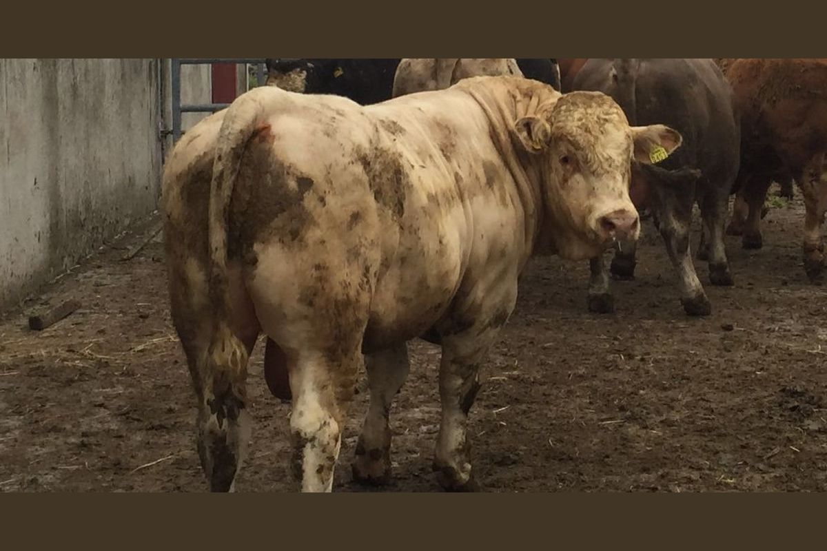 Can you guess the grade and weight of bull carcases