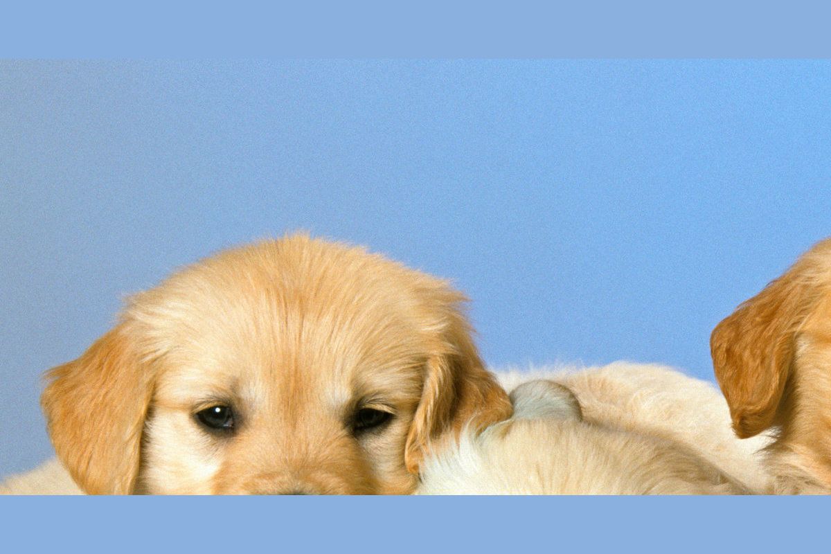 What is your Future dog? Find out here. by bowser.