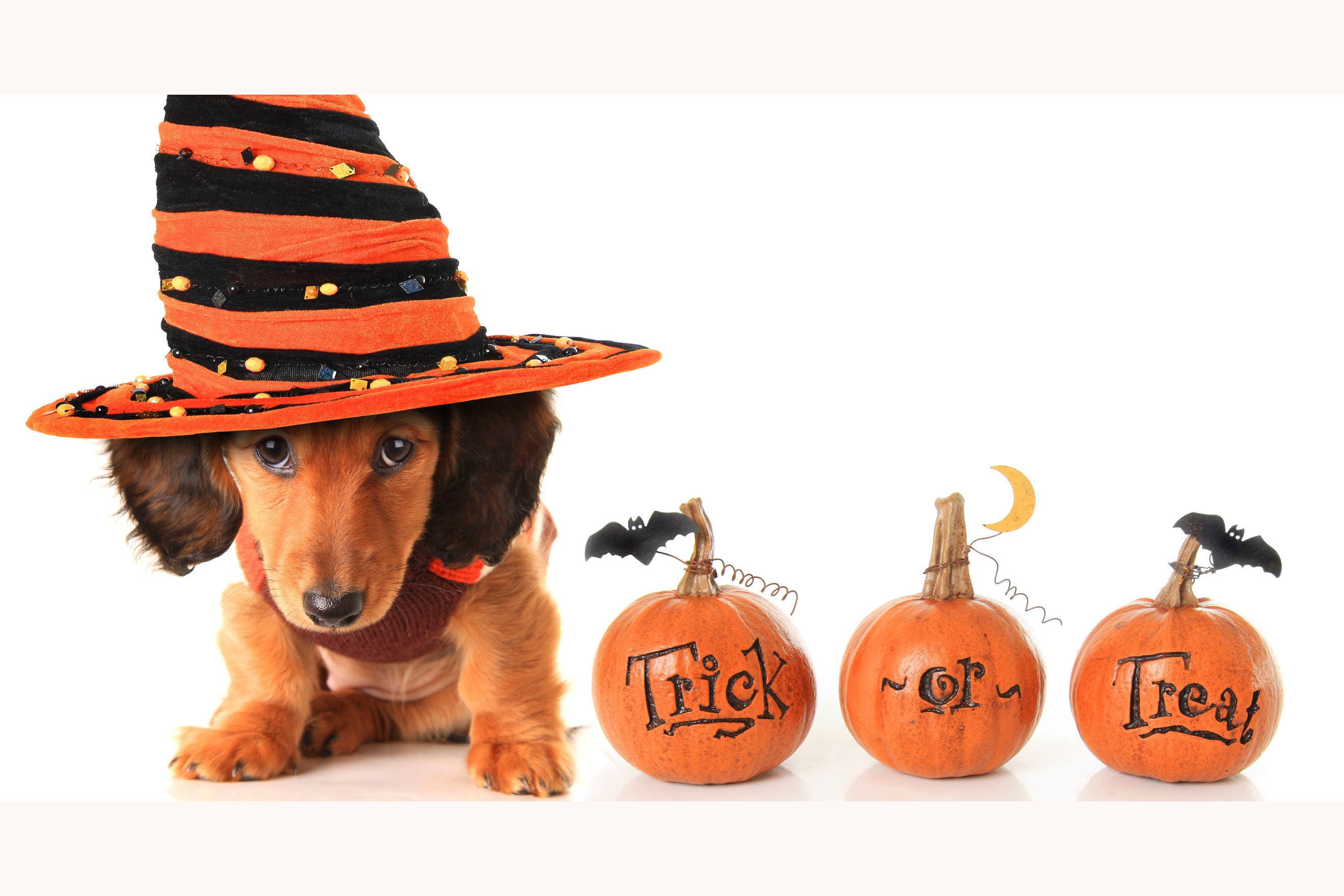 11 Pets Who Are Totally Ready For Halloween
