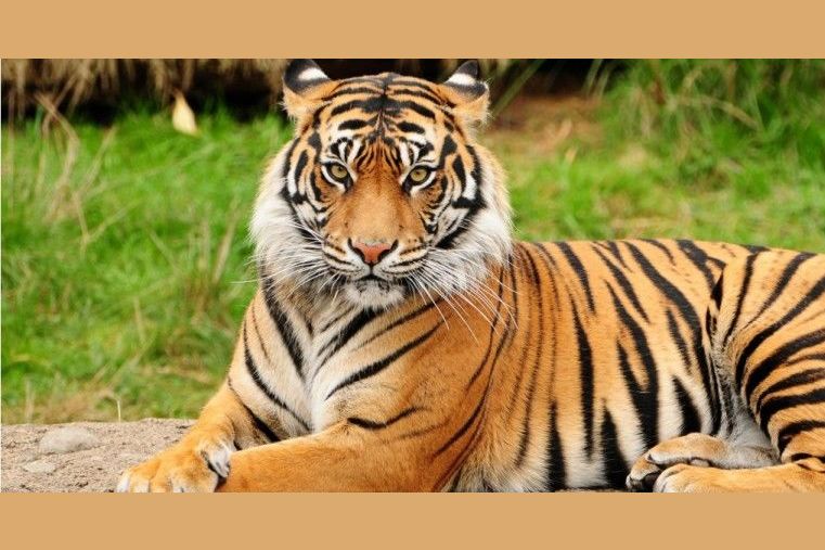 If you were an animal, what animal would you be?