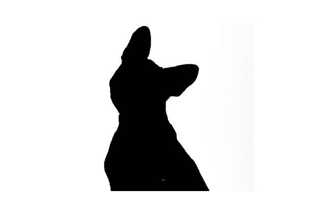 Name The Dog Breed From The Shadow!