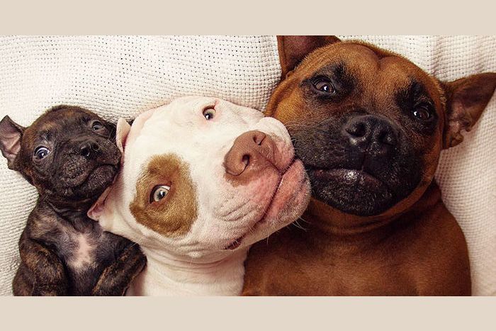 Two Foster Dogs Adopt Potato - Really!