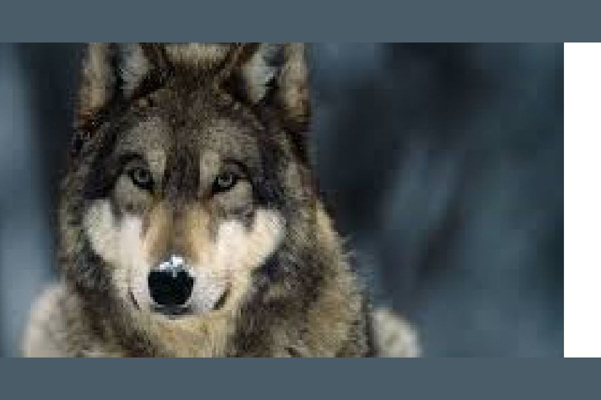 What wolf rank are you?