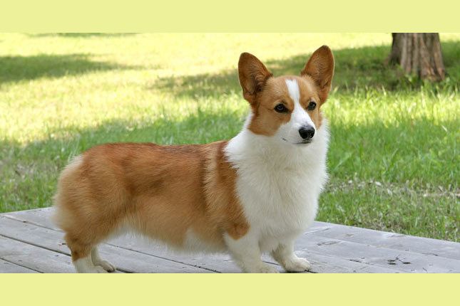 How much do you know about corgi dogs?