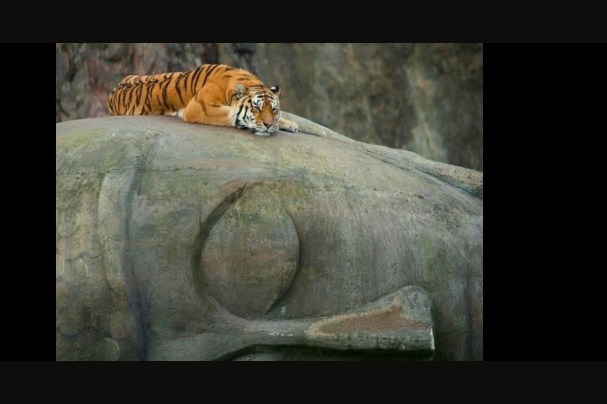 What Is Your Soul Animal