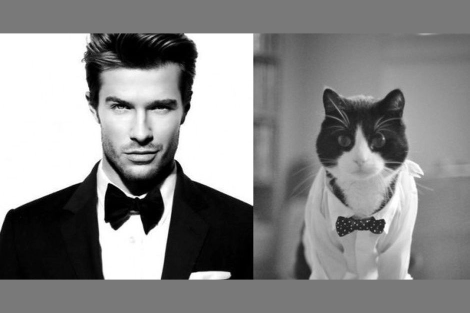 20 Cats That Look Like Male Models