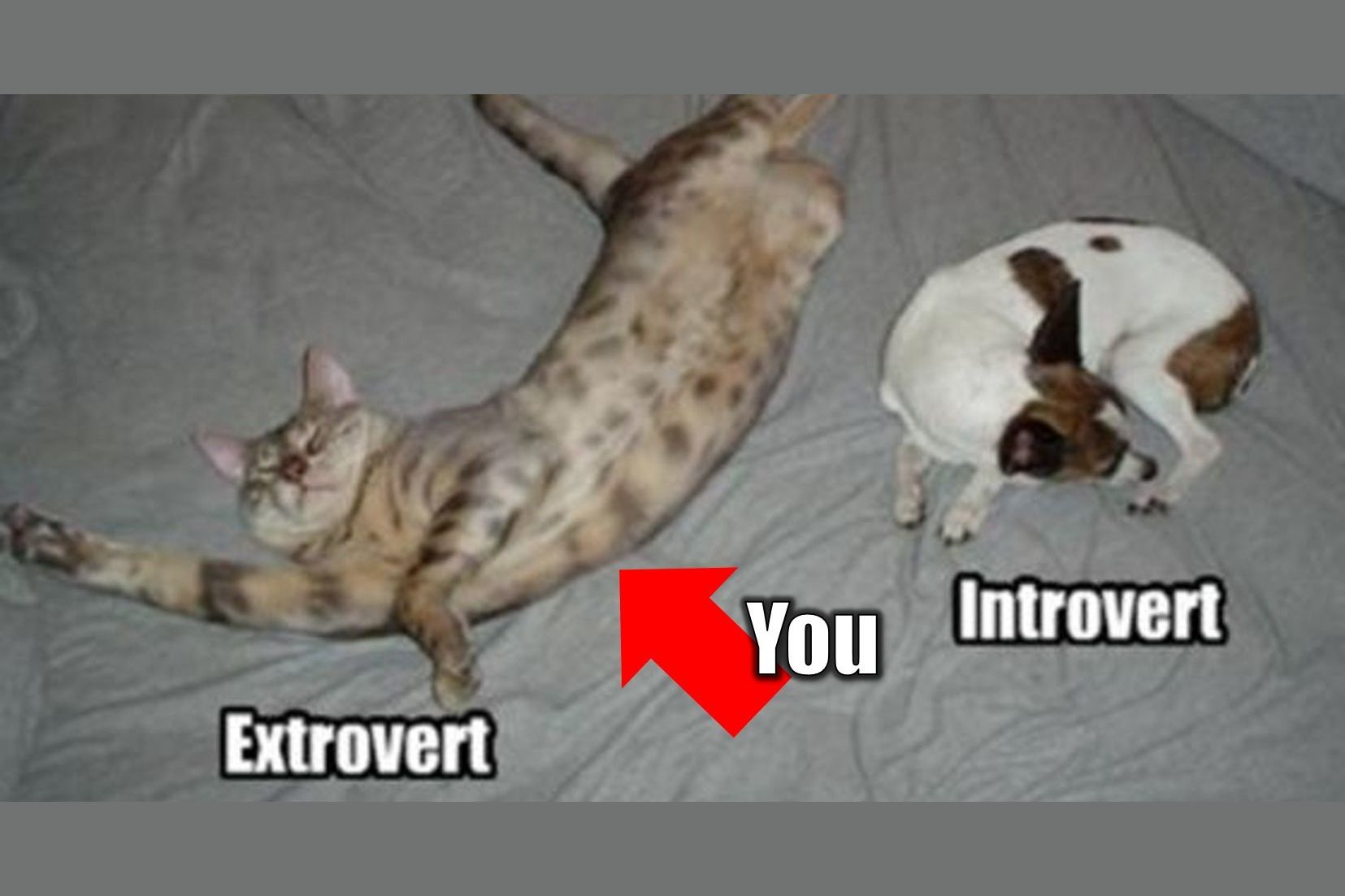 What Should Your Extrovert Job Be?