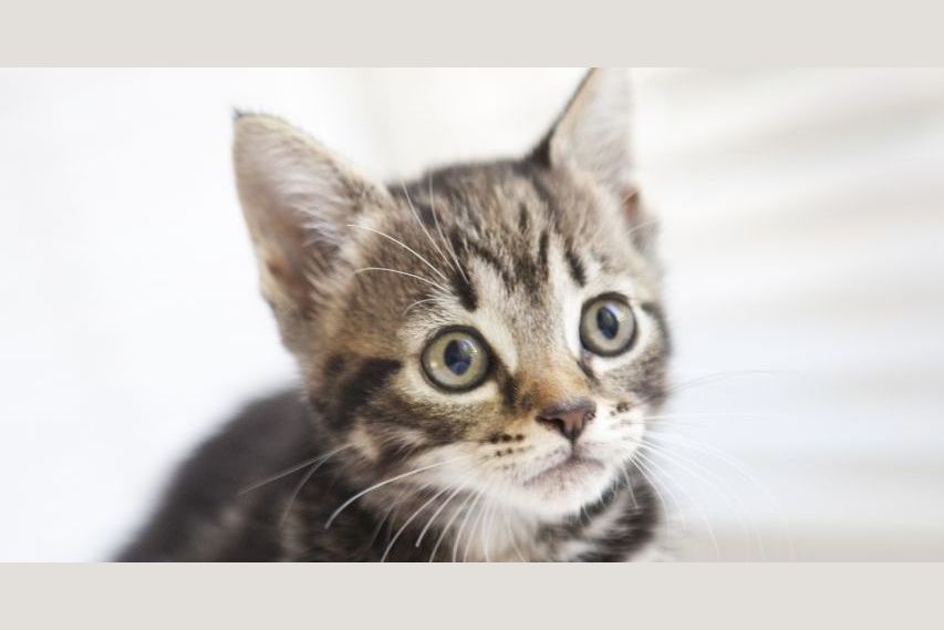 what is your favorite cat