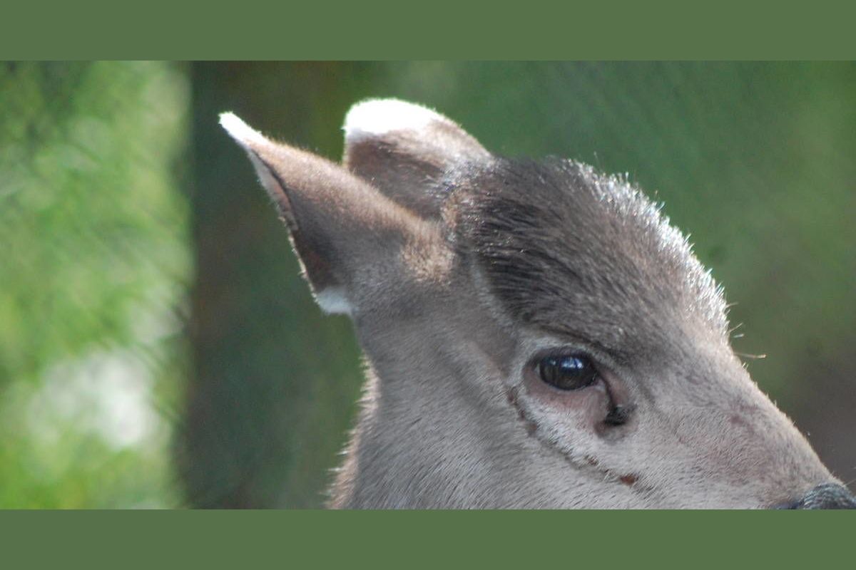 Can You Guess The Actual Names Of These Crazy Animals?