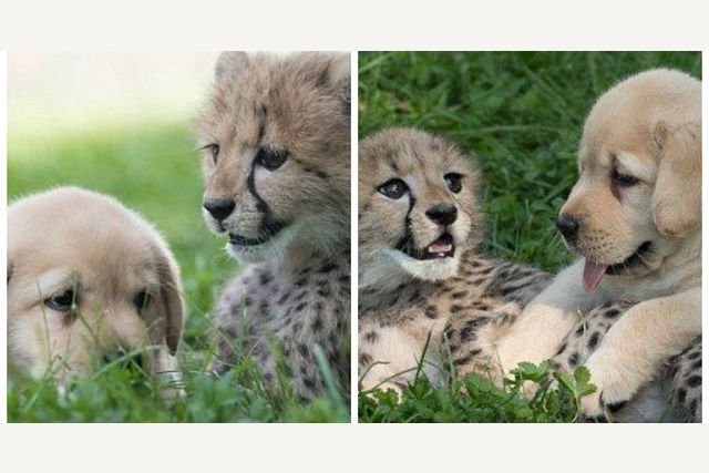 This Cheetah Cub And Its Companion Puppy Are The Cutest Animal Friends ...