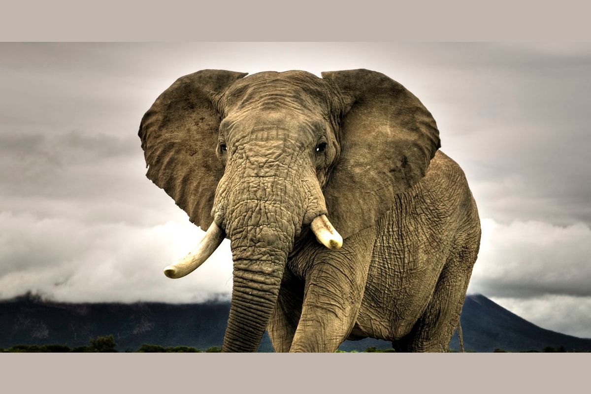 Are You Actually an Elephant Expert?