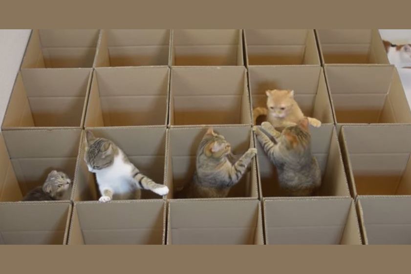 Watch: Kittens Playing In A Cardboard Maze Is The Cutest Thing You'll ...