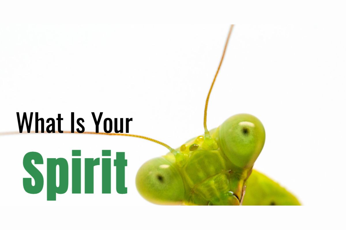 What Is Your Spirit Insect? Yes, You Share A Personality Type With A Bug!