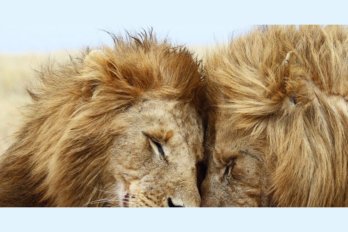 What's your Real Spirit Animal?