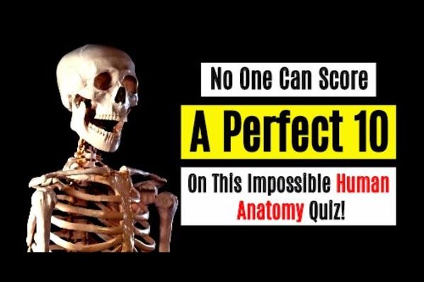 No One Can Score A Perfect 10 On This Impossible Human Anatomy Quiz