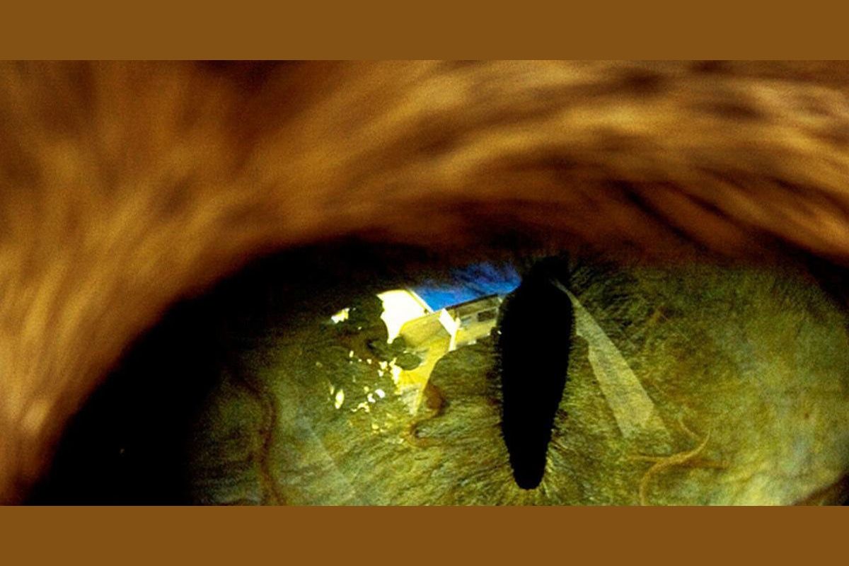 Arva, mis looma silmaga on tegu!