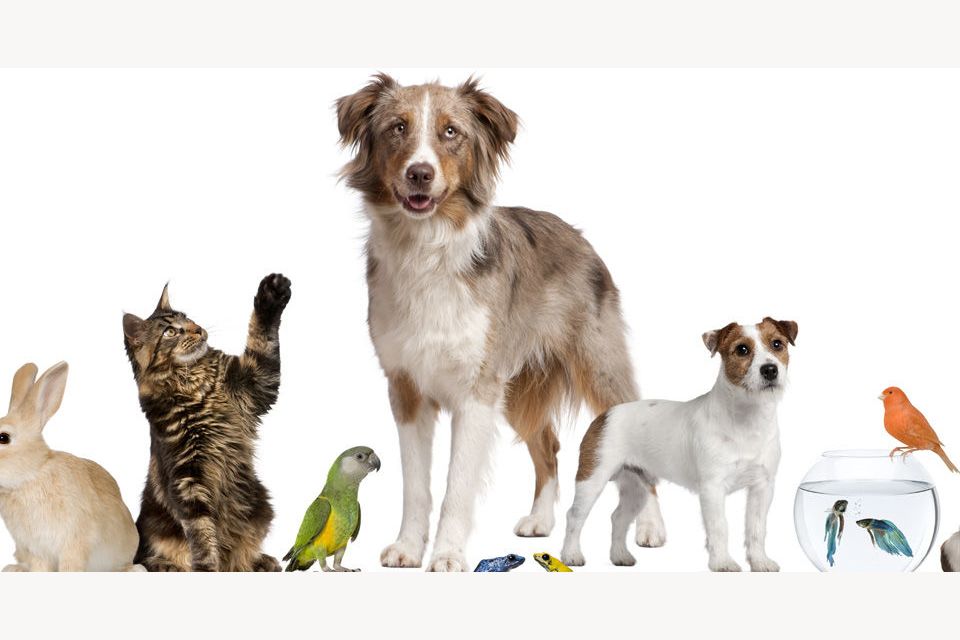 What pet should you have?