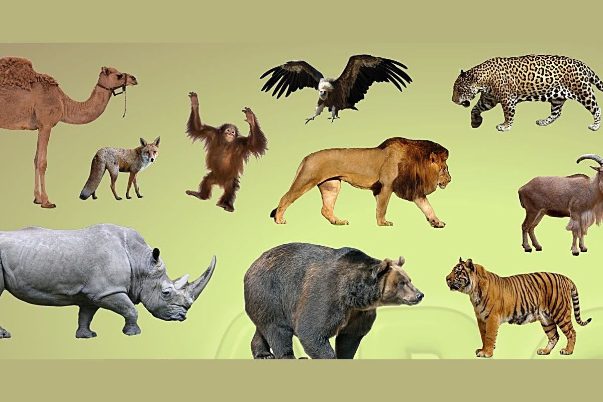 What is your inner animal?