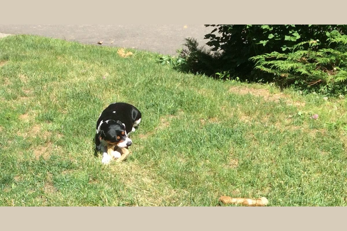 What dog breed are you?