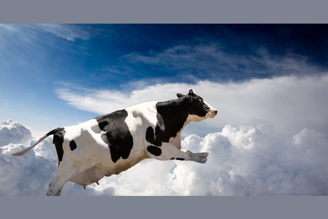 What type of cow are you?