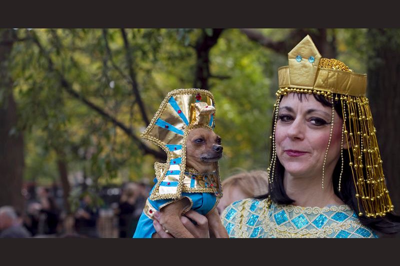 What Dog Breed Were You in a Past Life?