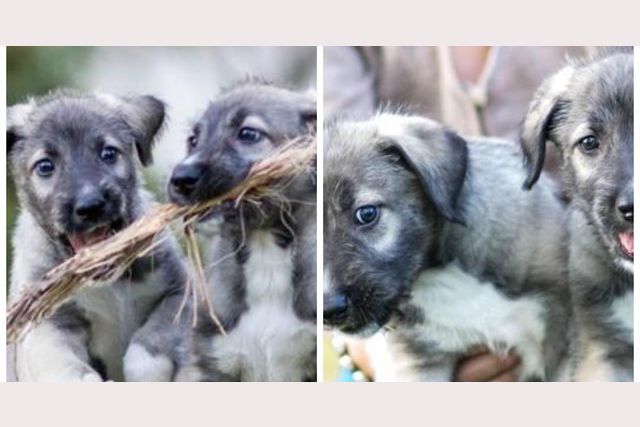 Meet The World's First Set Of Identical Puppies!