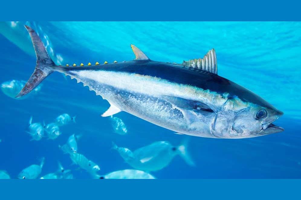 QUIZ: How Much Do You Know About The Fish You're Eating?