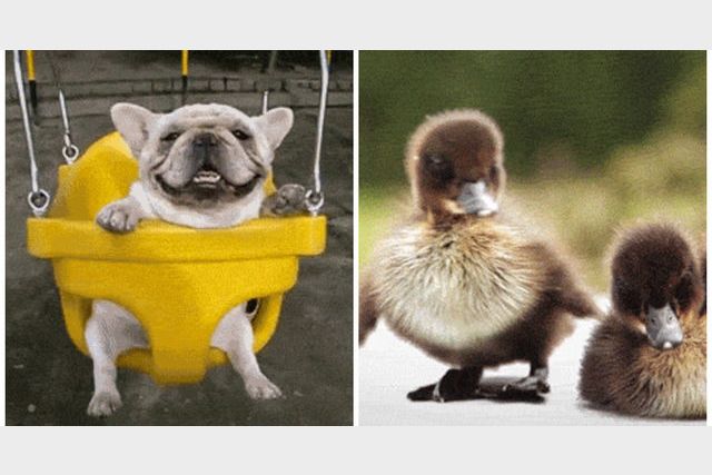 29 Gifs von fröhlichen Tieren, die jeden Tag besser machen