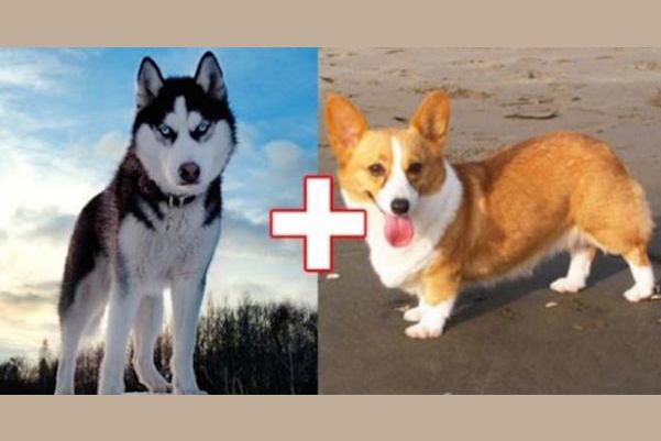 10 Adorable Dog Breed Mashups You Never Knew Existed!