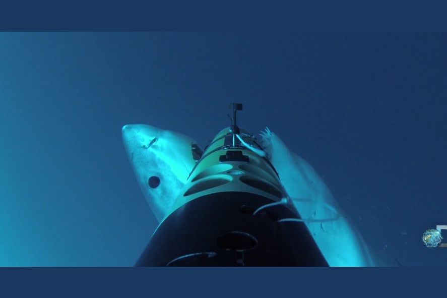 Have You Ever Watched A Shark Eat A Research Drone? Now You Can!