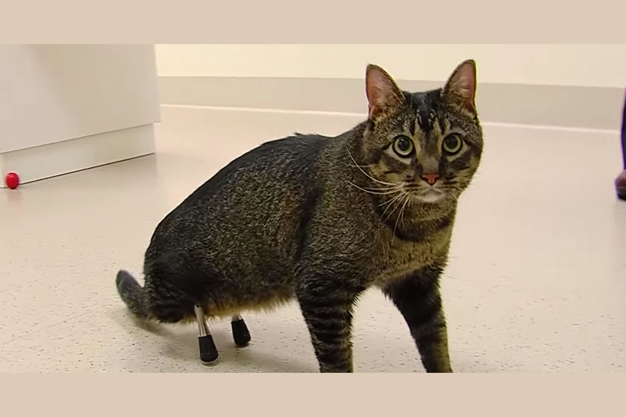 Cat Gets Futuristic Prosthetic Legs And Walks For The First Time