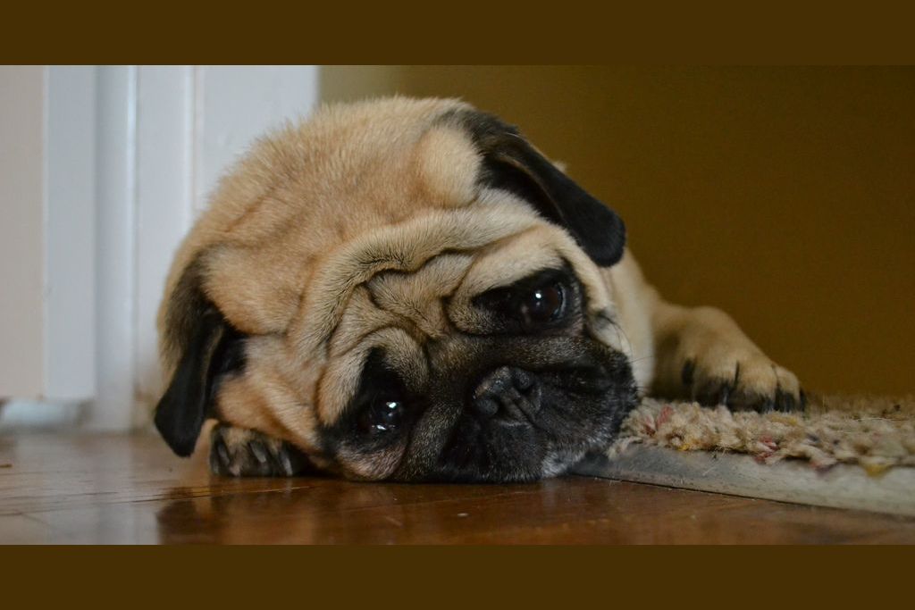 22 Dogs Who Are Really Struggling At Life Today