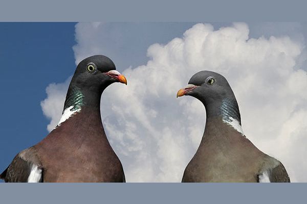 Palomas y grandes ciudades