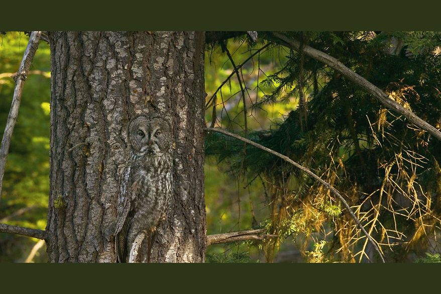 Can You Spot The Hidden Animals In These 12 Photos?