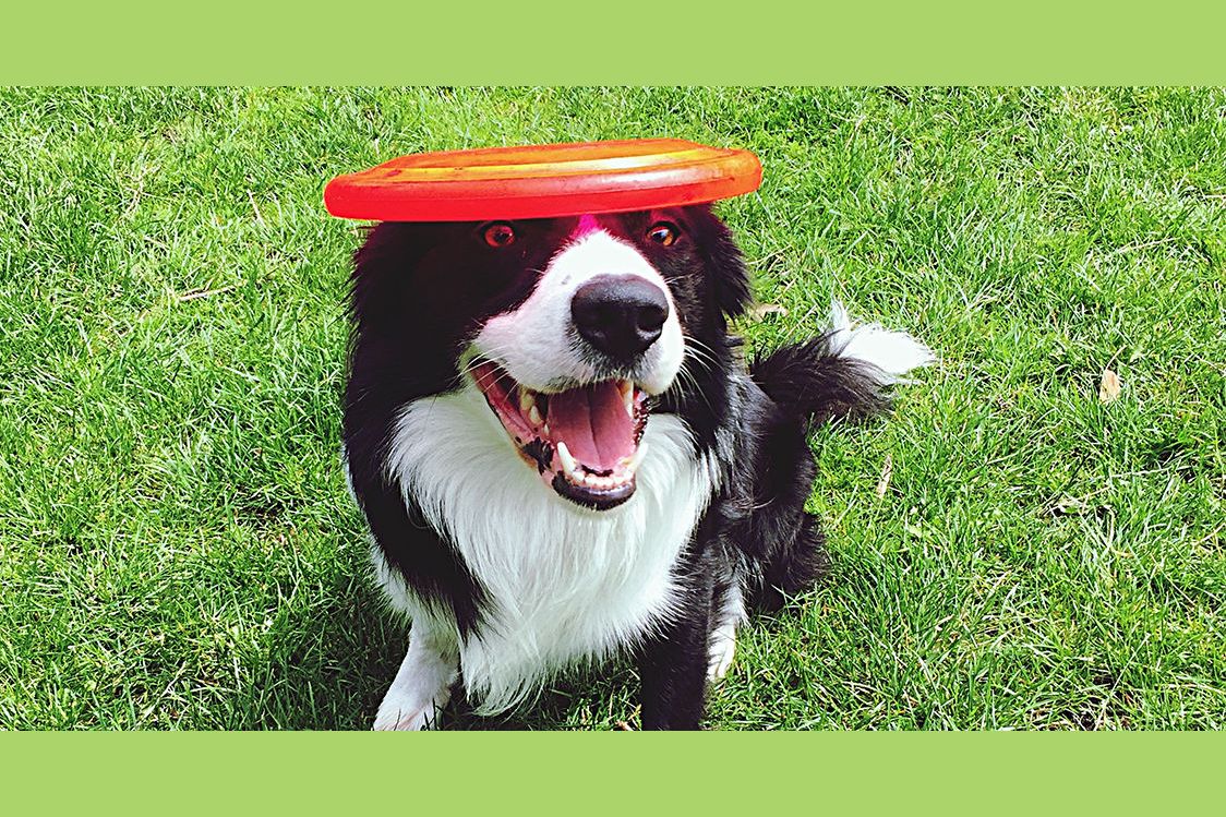 Selfish dogs would rather play with a toy than help a human