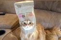 17 Cats Who Are Masters Of Disguise