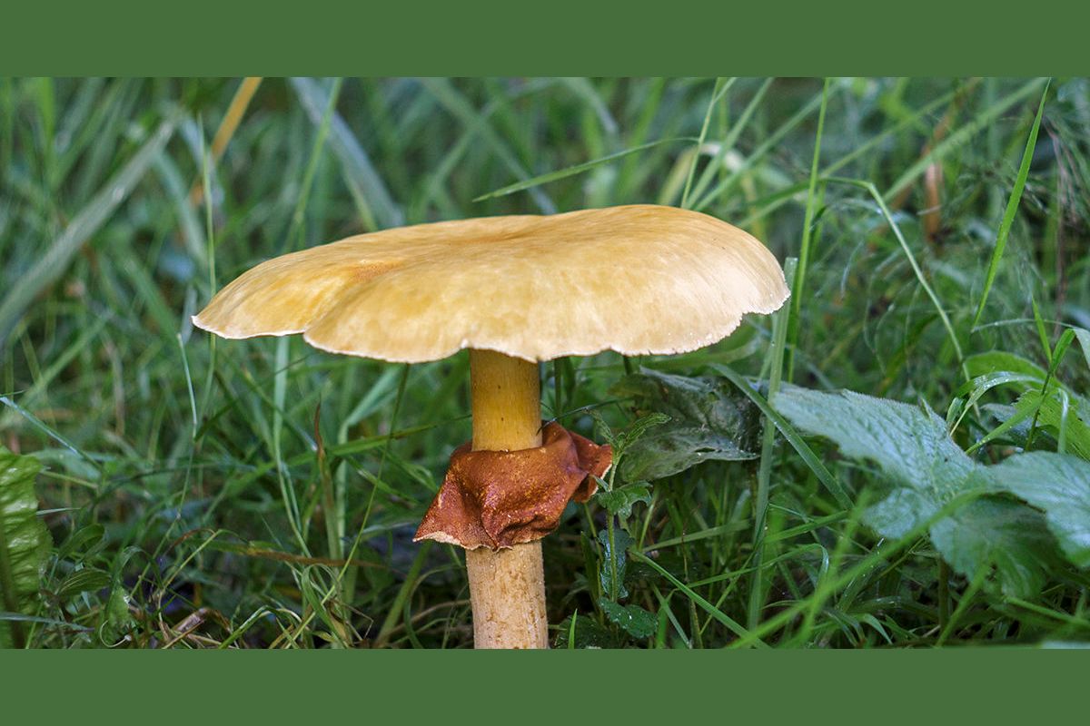 Suur seenetundmise test II osa