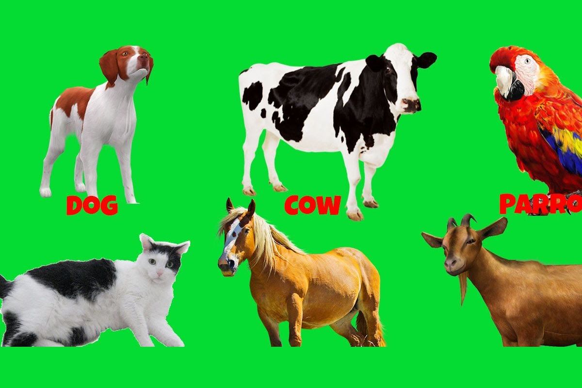 What animal will you be reincarnated into?