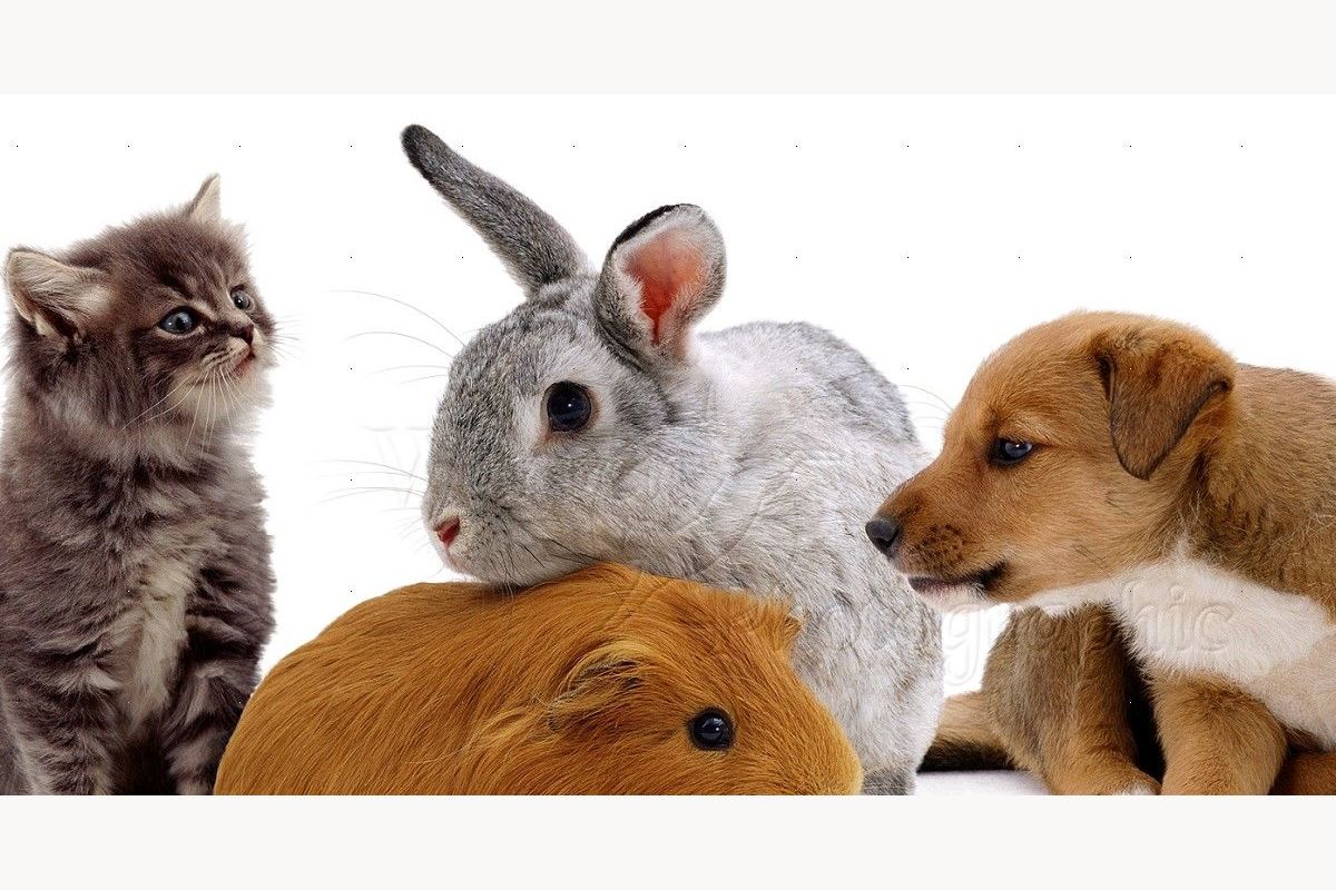 What Animal Are You?