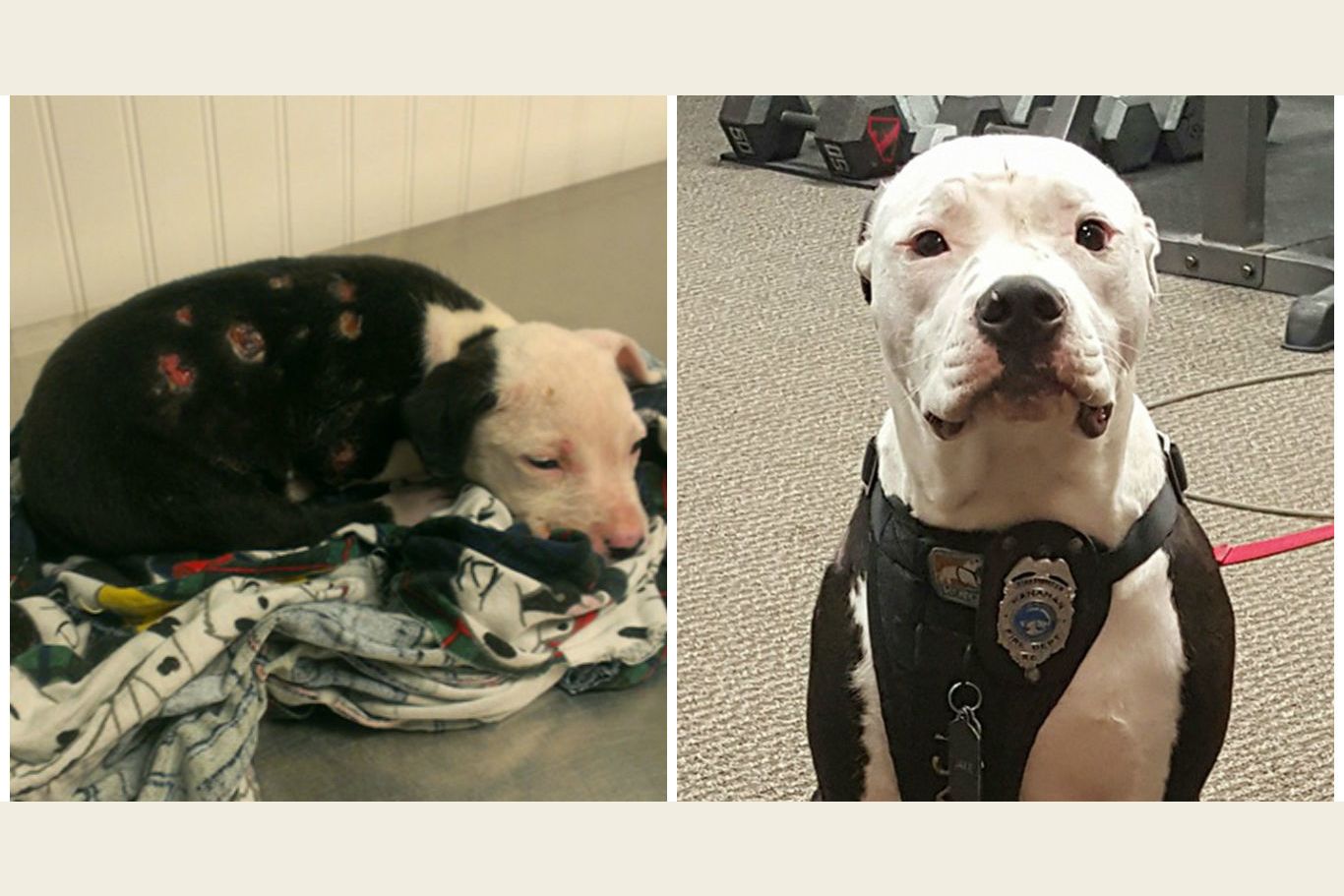 This Puppy Was Burned Badly In A Fire, And Now He's All Grown Up And ...