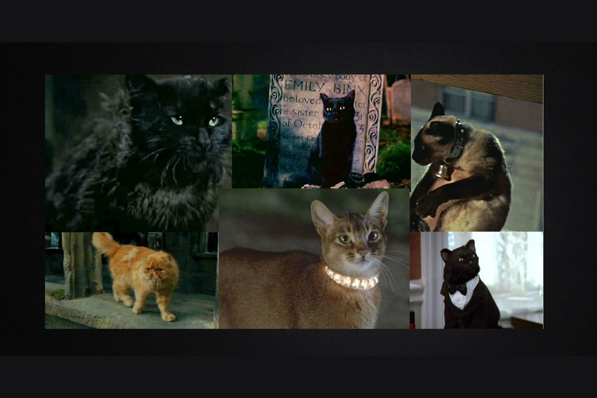 Which Magical Cat Should Be Your Companion This Halloween To Help Fight ...